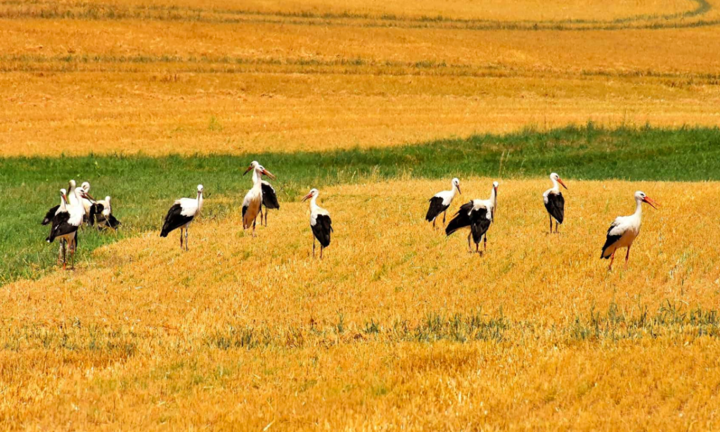 Summer in Poland: weather in June, July & August - British Poles