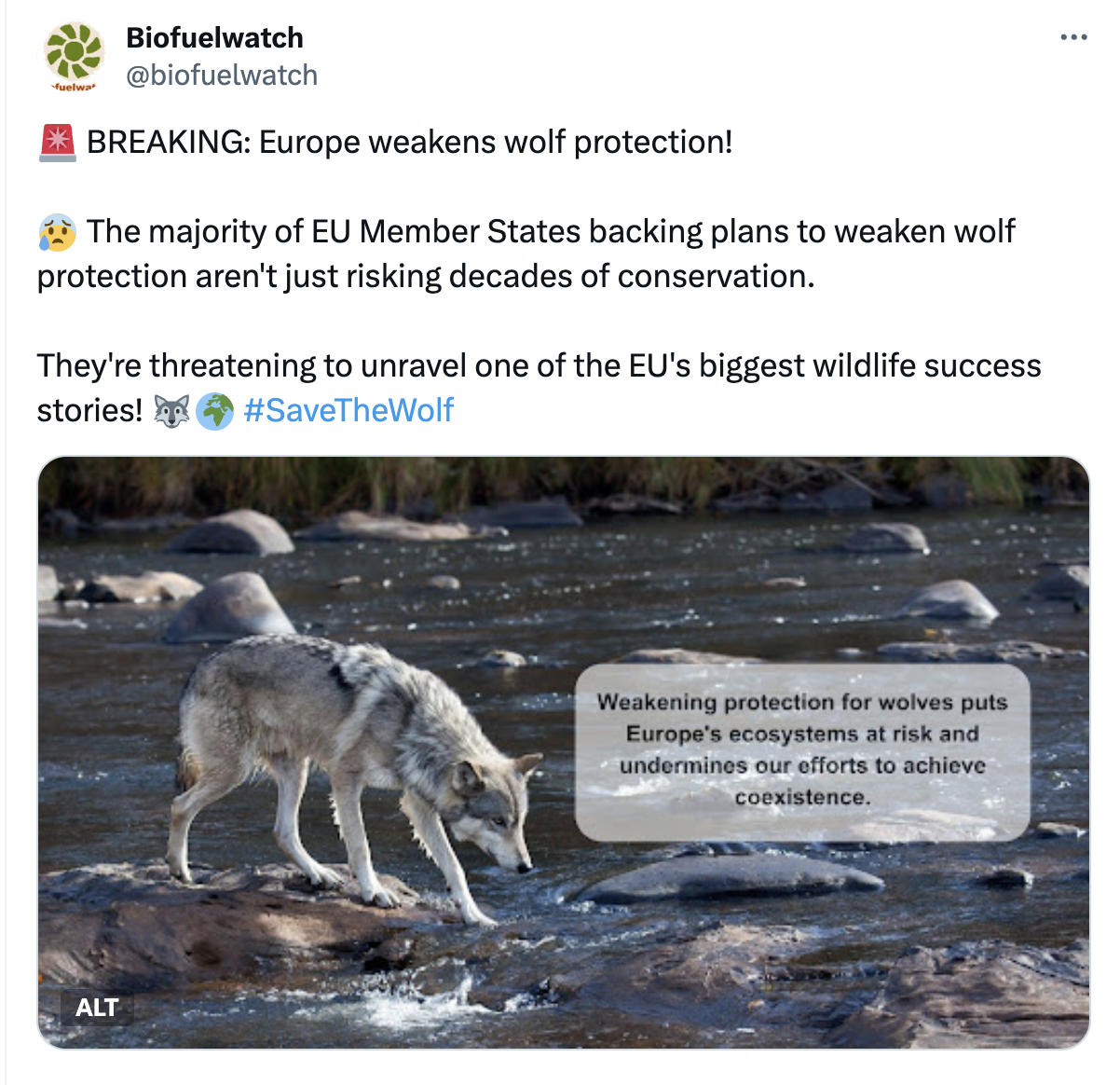 Poland will not change its wolf protection laws - British Poles