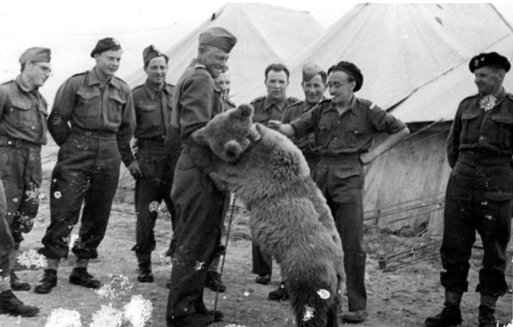 The fascinating story of Polish Bear Soldier Wojtek - British Poles