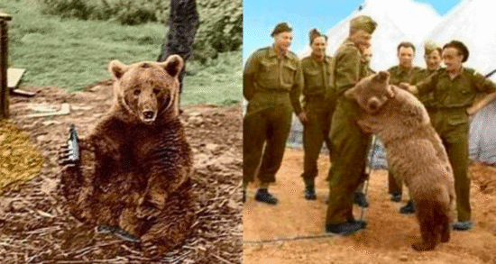 The story of Wojtek the Bear – A corporal in the Polish Army - British ...